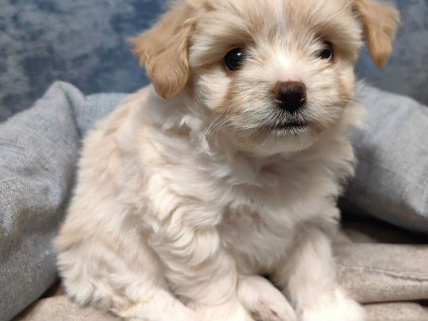 Щенки мальтипу