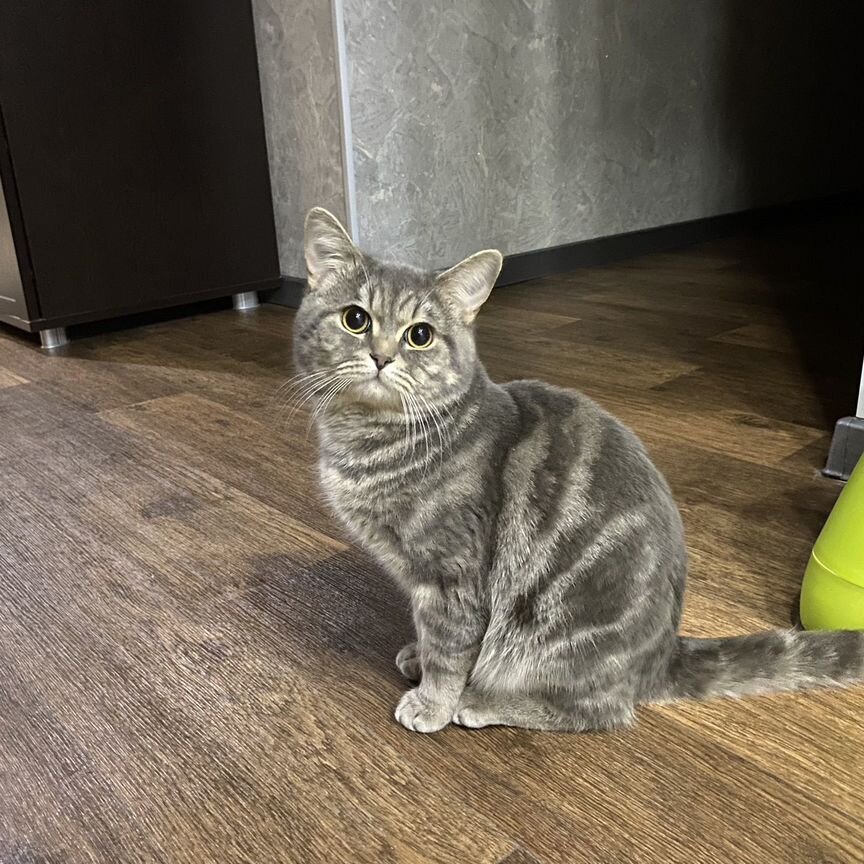 Шотландский кот вязка