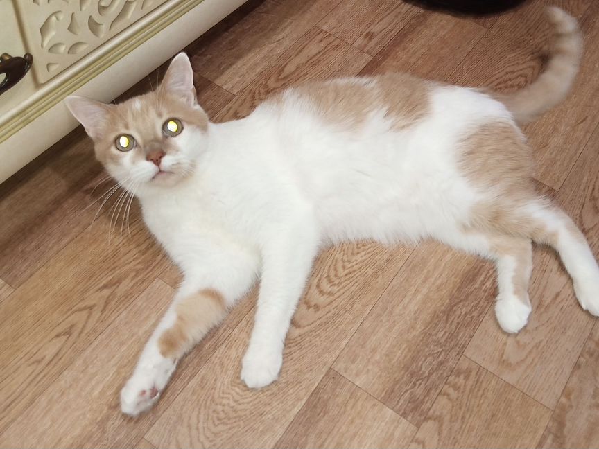 Кот в добрые руки