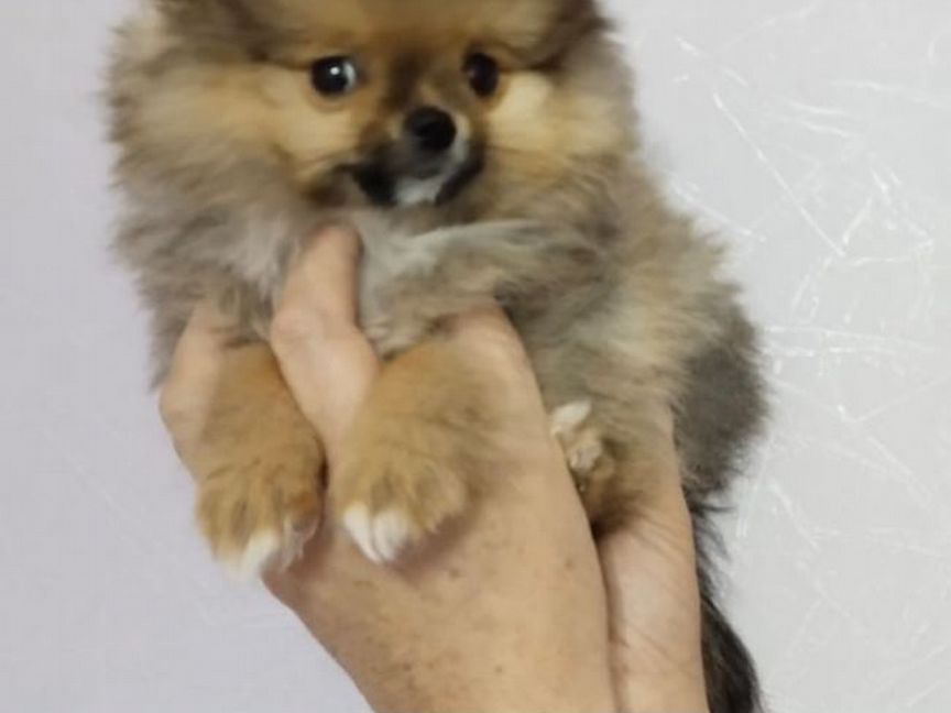 Померанский шпиц медвежьего типа