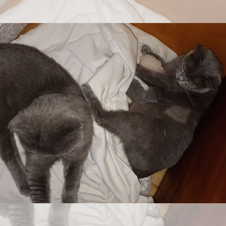 Британские котята