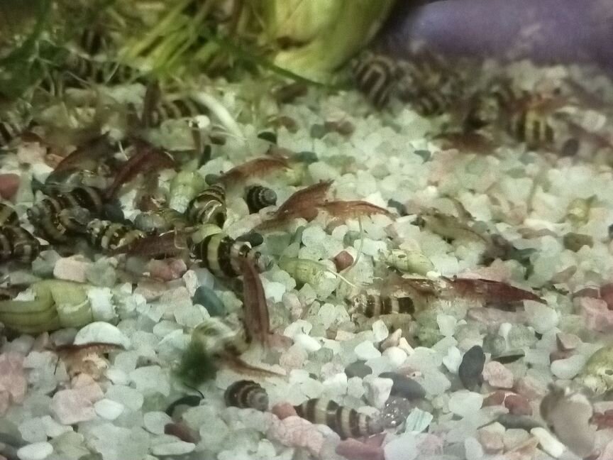 Креветки, улитки, пецилии, кринум