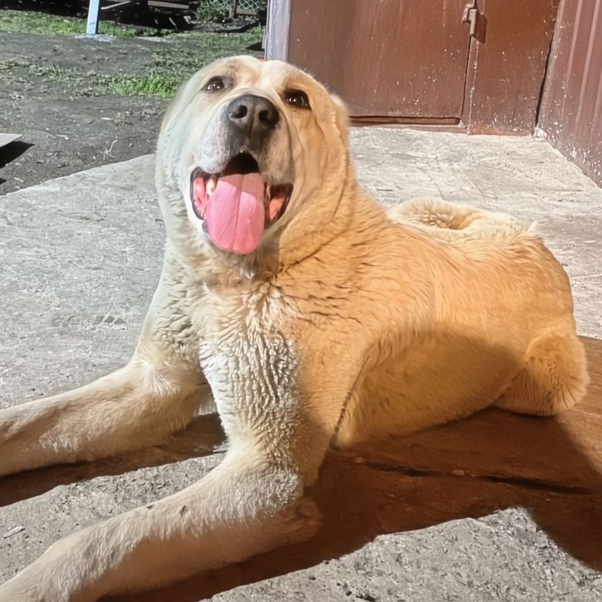 Среднеазиатская овчарка, взрослая собака