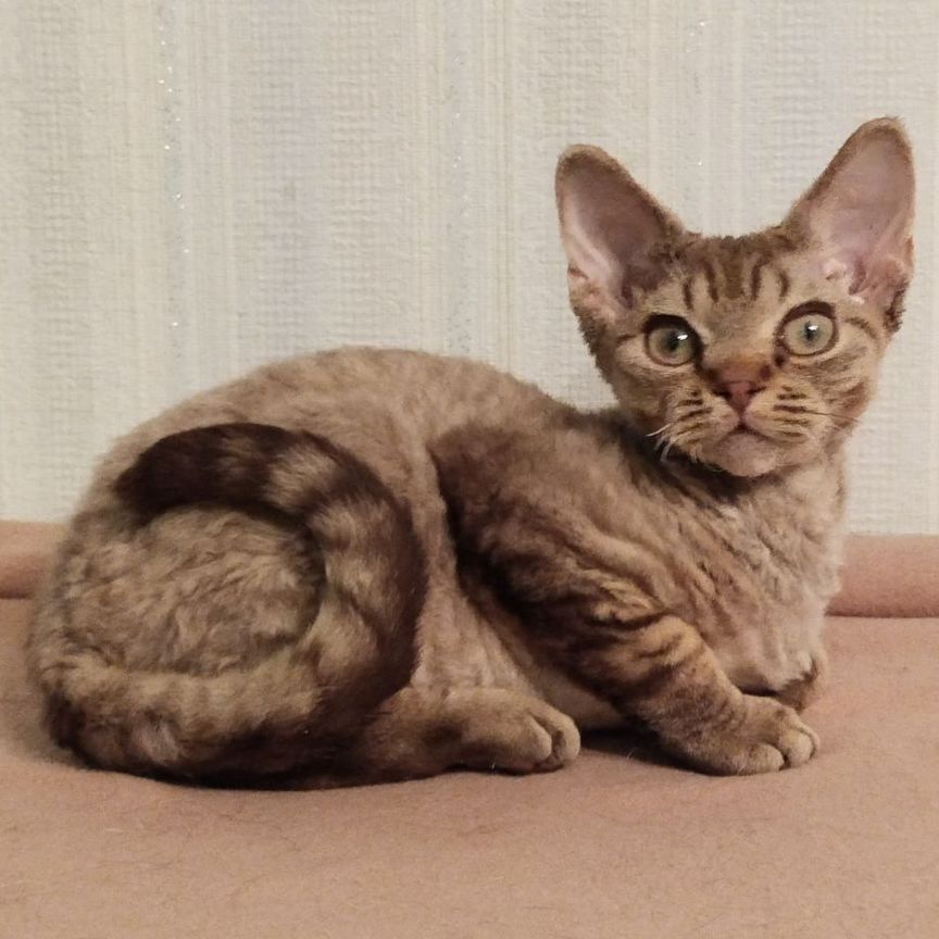 Девон-рекс котёнок