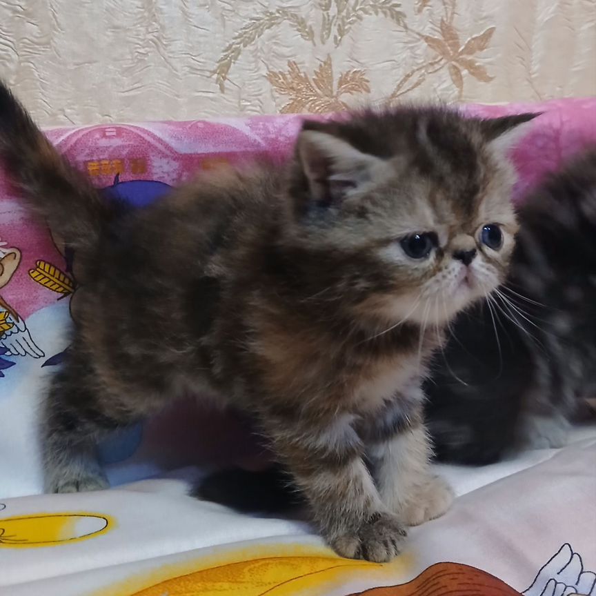 Котята экзоты