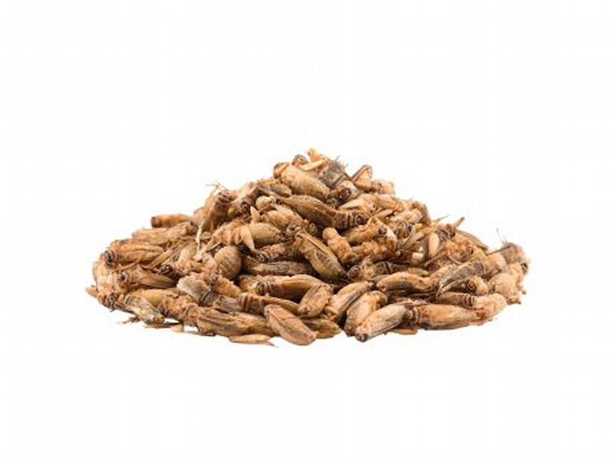 Сверчок домовый, имаго (заморозка 100 грамм упаков