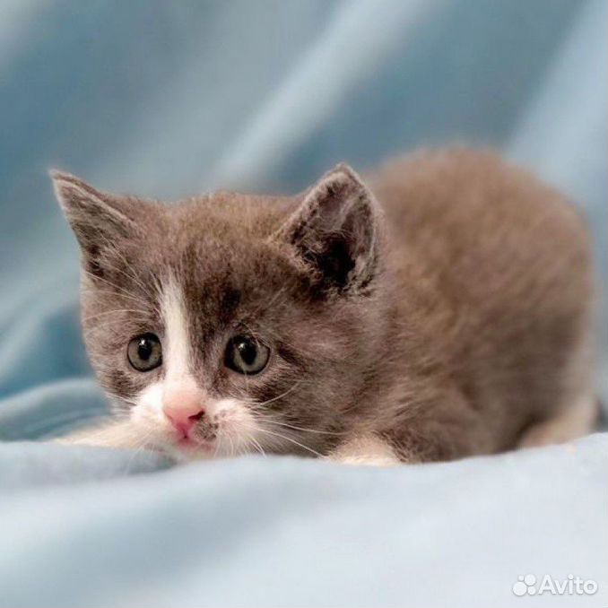 Котенок 1.5 месяца в добрые руки