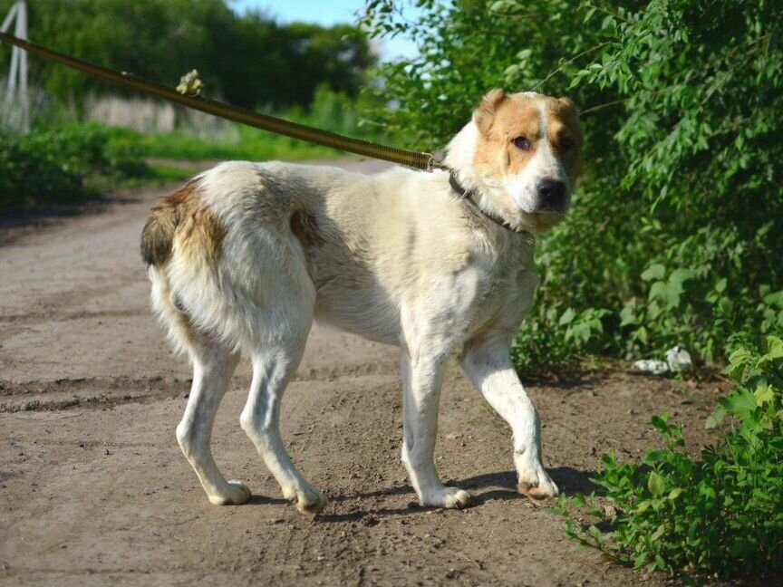 Пристраивается молодая сука сао (алабай)