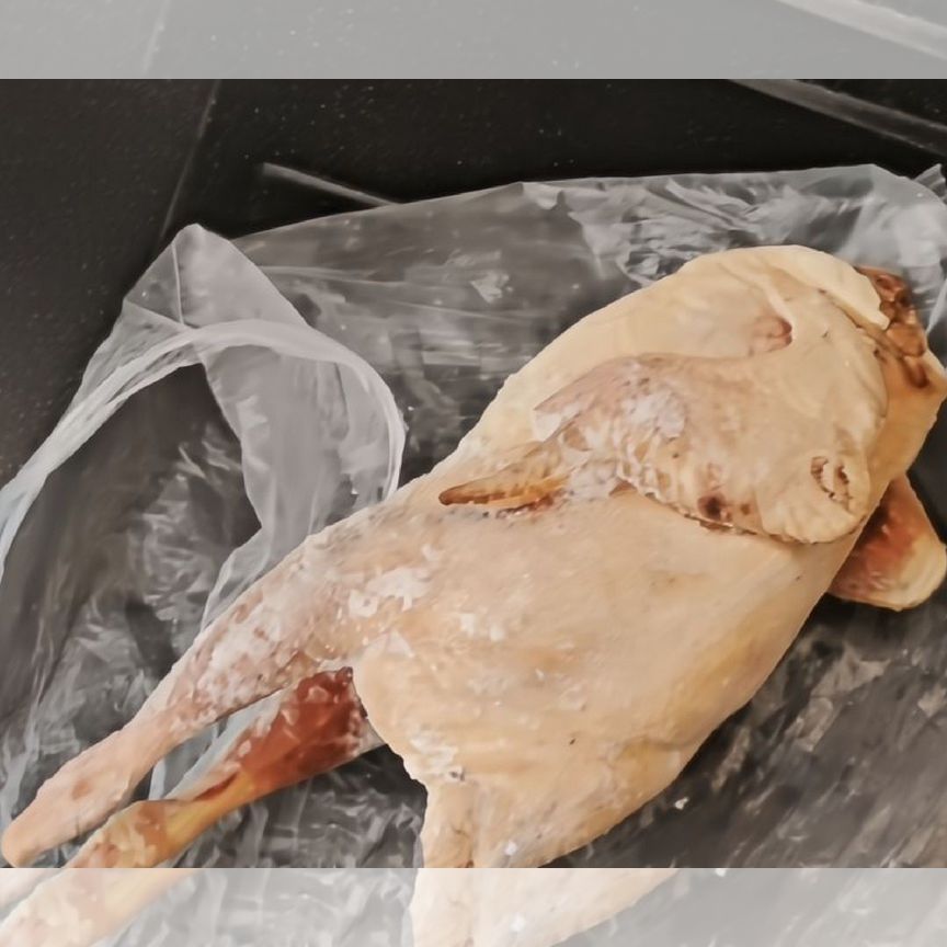 Продам домашних кур