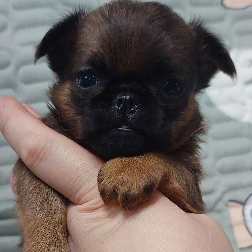 Пти-брабансончики, мальчики 2 мес