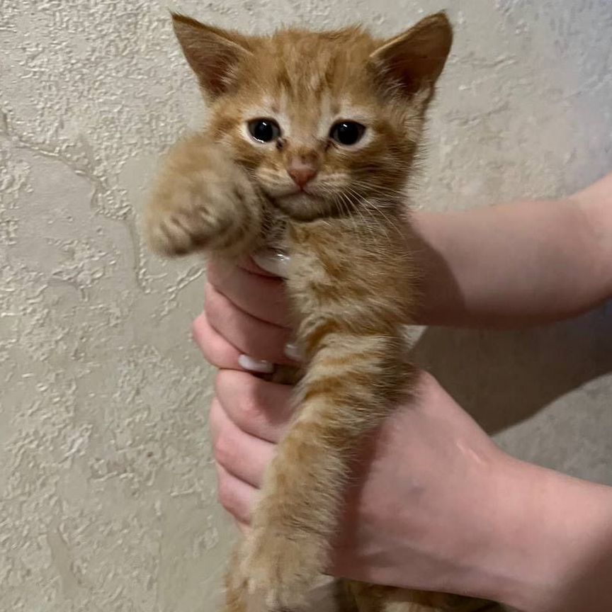 Котёнок в добрые руки