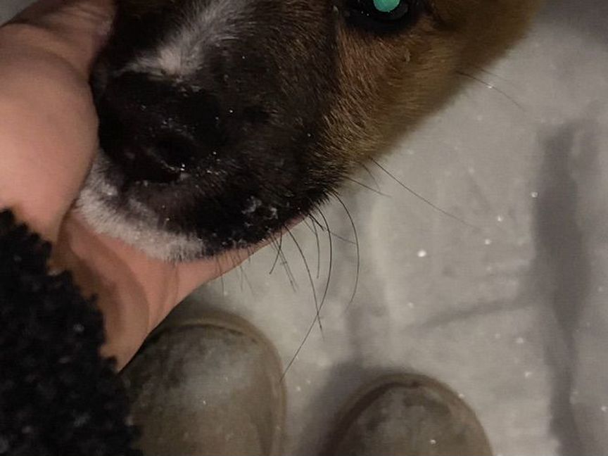 Отдадим щенка в добрые руки бесплатно