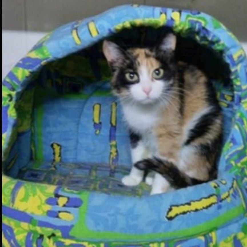 Кошечка в добрые руки