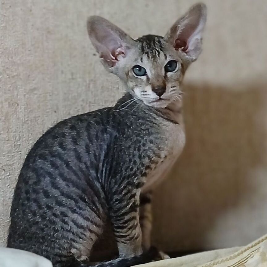 Петерболд котёнок