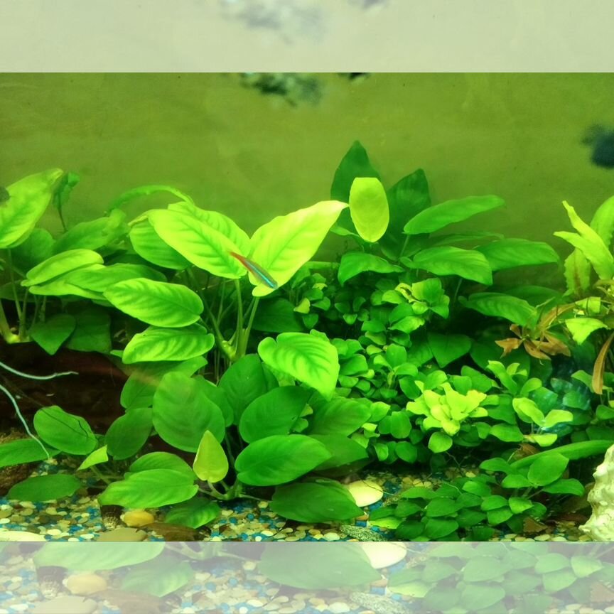 Анубиас бартера и Нана