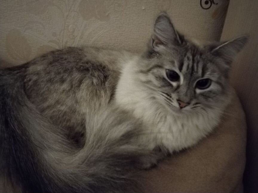 Невская маскарадная