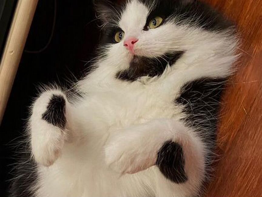 Пушистая красавица