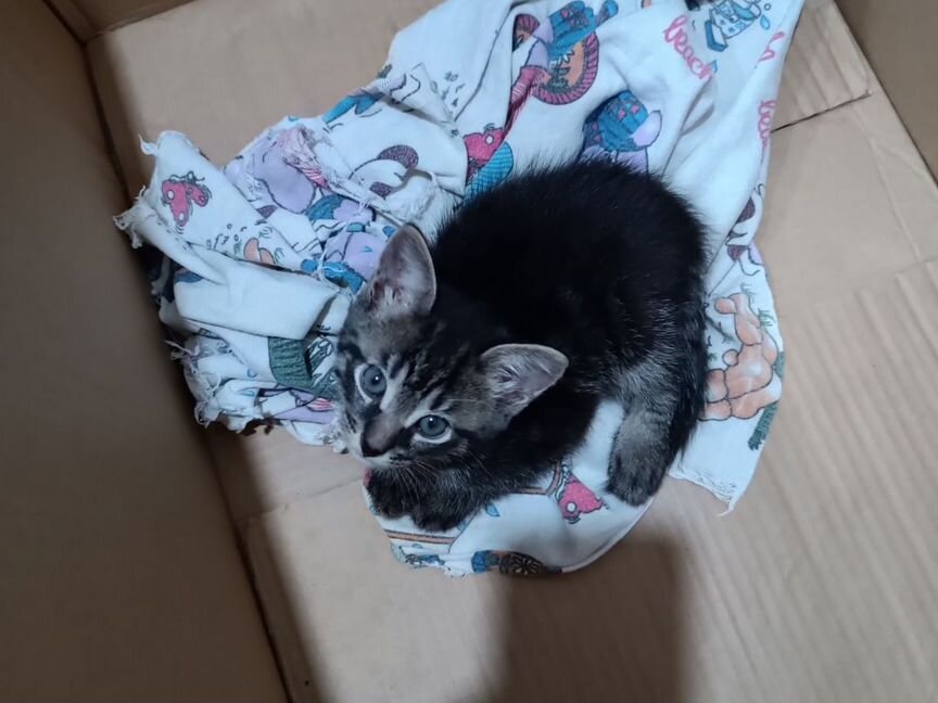 Котик в дар бесплатно 2 месяца