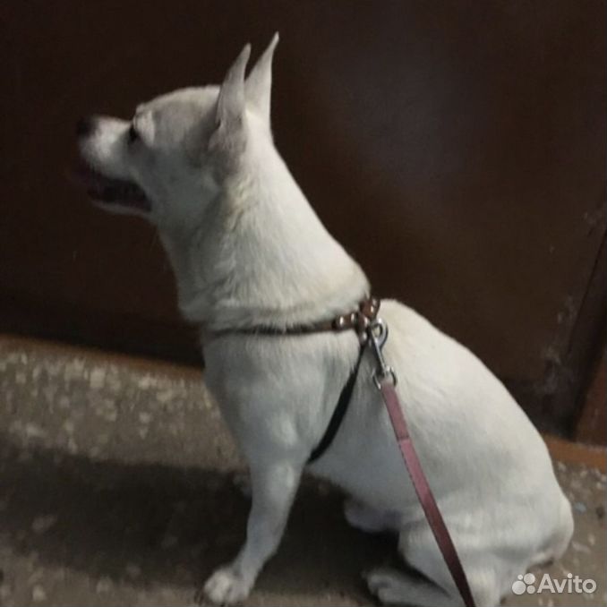 Найден пёсик