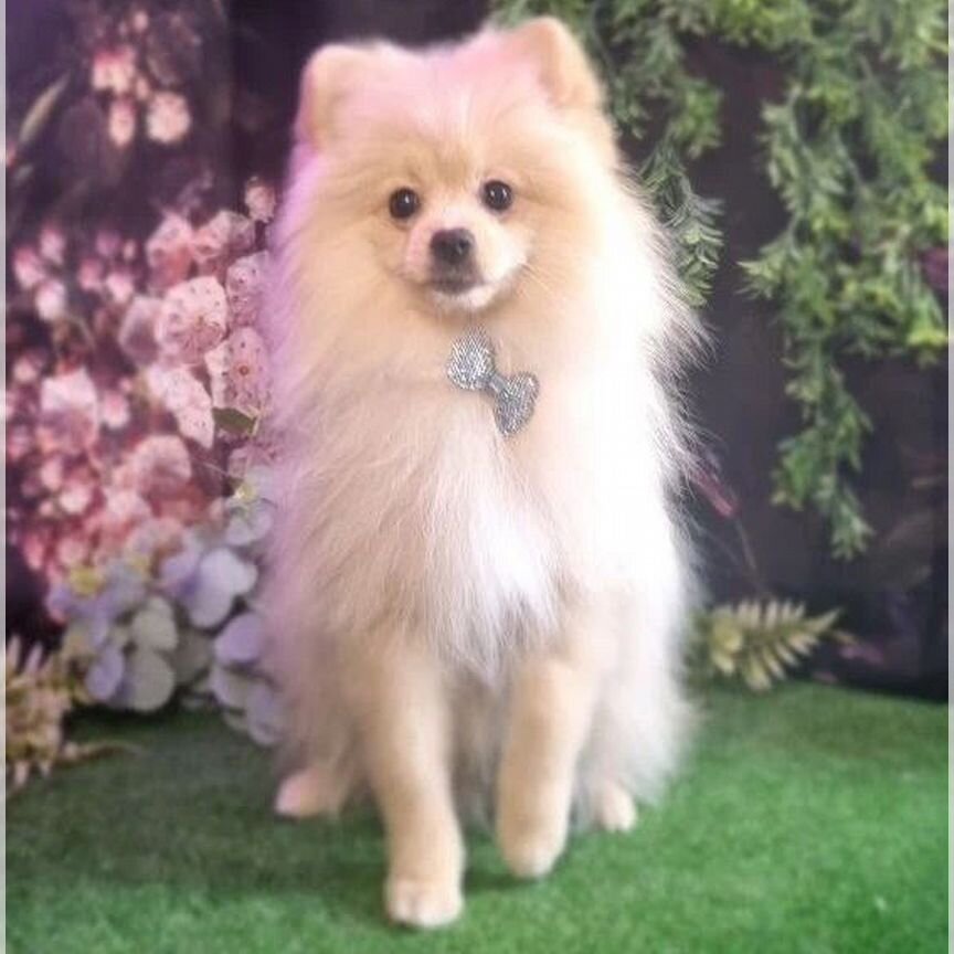 Померанский шпиц, щенок