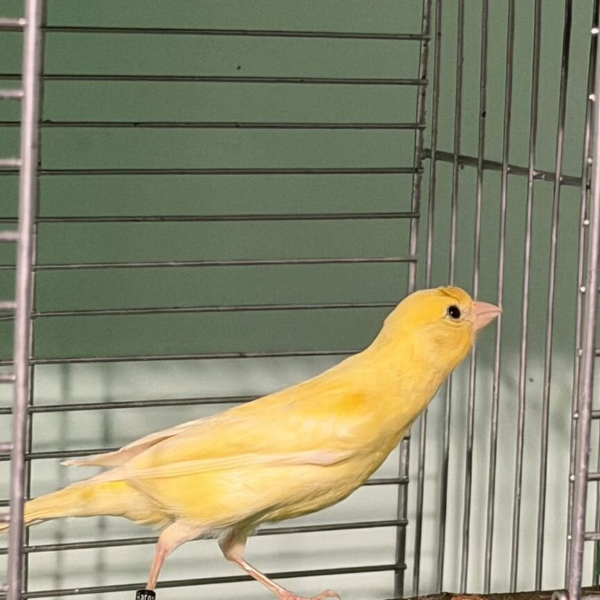 Русская канарейка овсяного напева