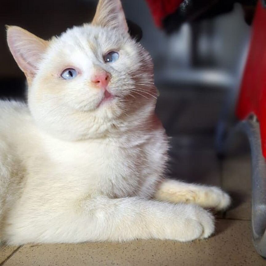 Котенок