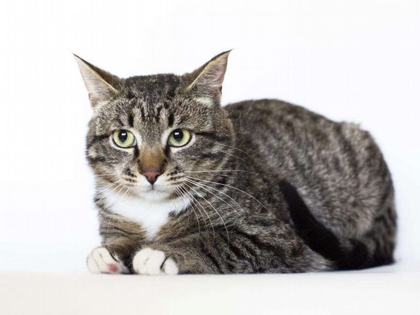 Котик в добрые руки