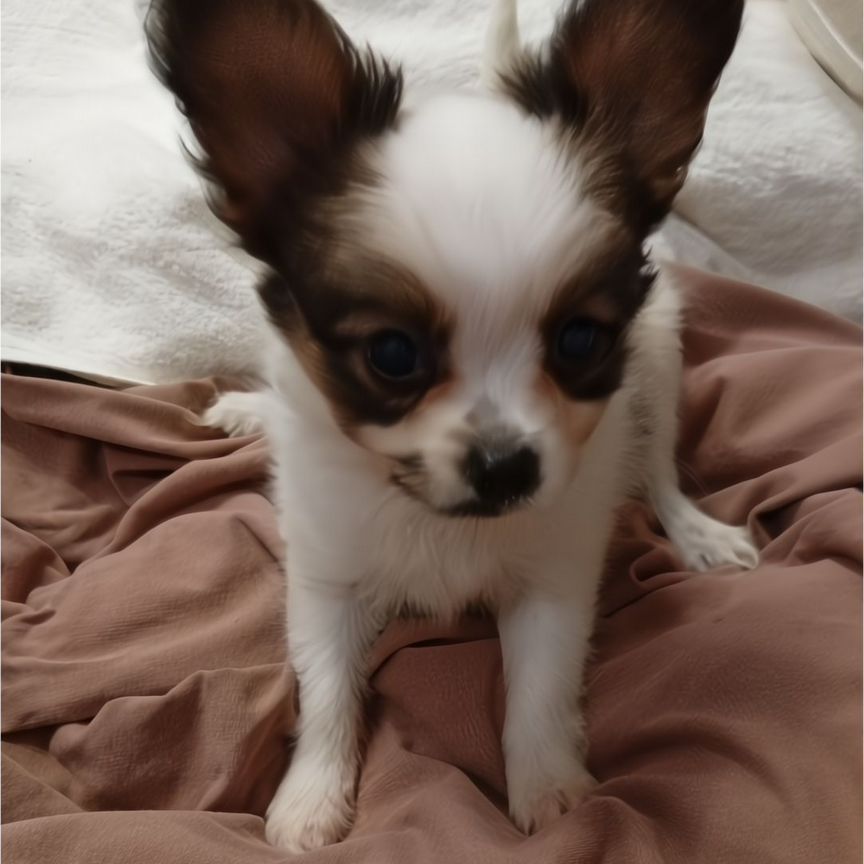 Континентальный той-спаниель папильон, щенок