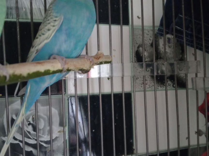 Волнистый попугай Самка