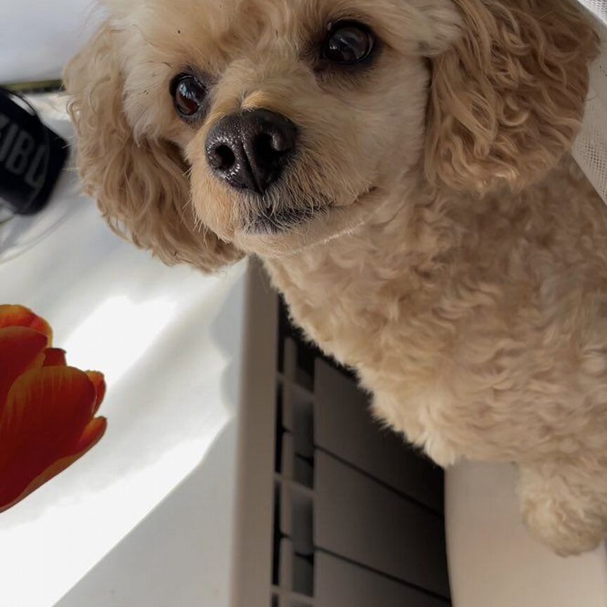 Собака для вязки