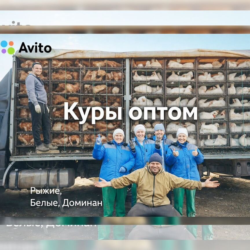 Куры рыжие, куры белые