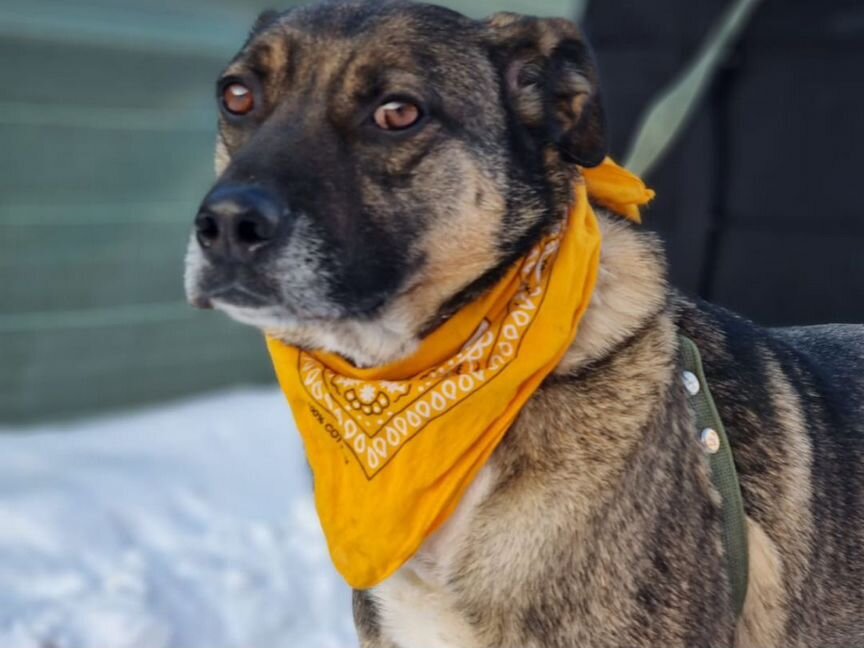 Спокойный надёжный пёсик из приюта хочет домой