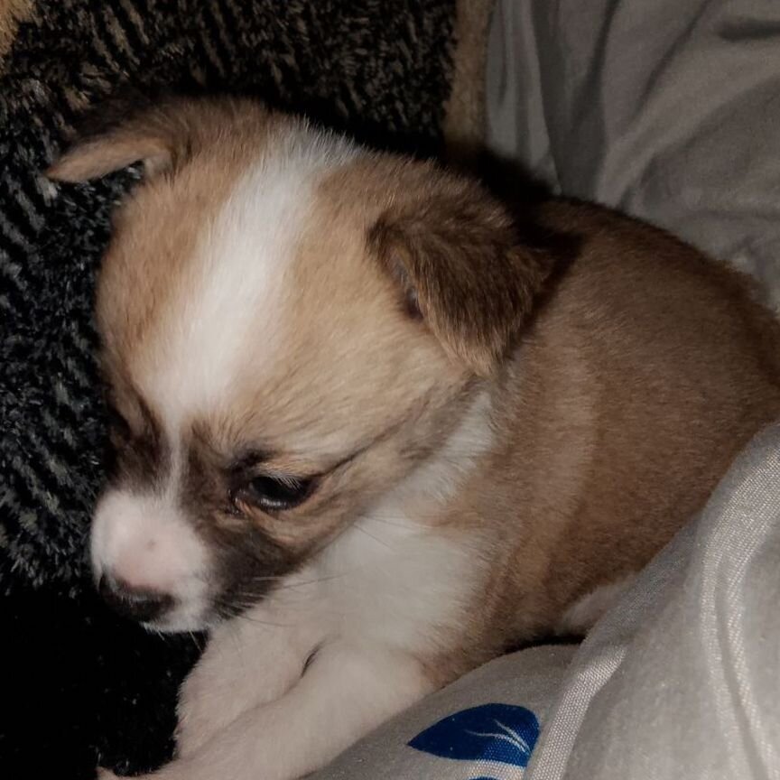 Щенок карликового пинчера