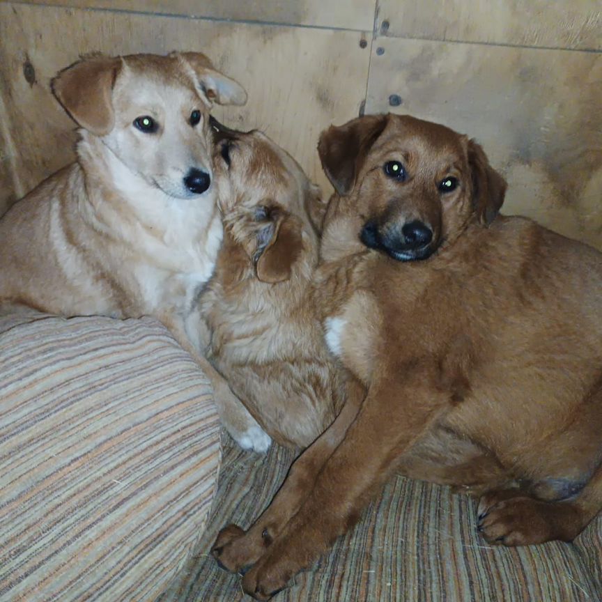 Щеночки в добрые руки