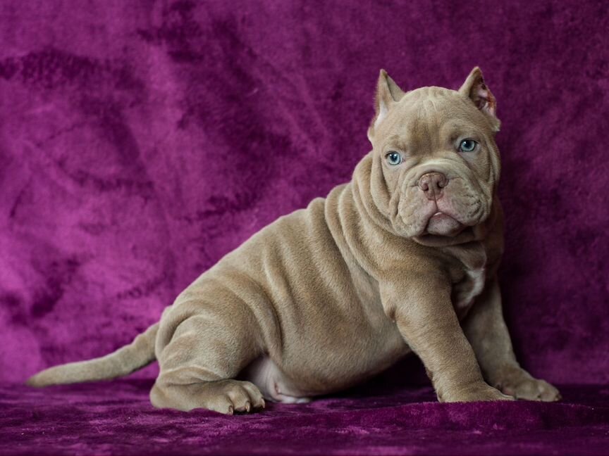 Американский булли. Мерле.Экзот.Щенки