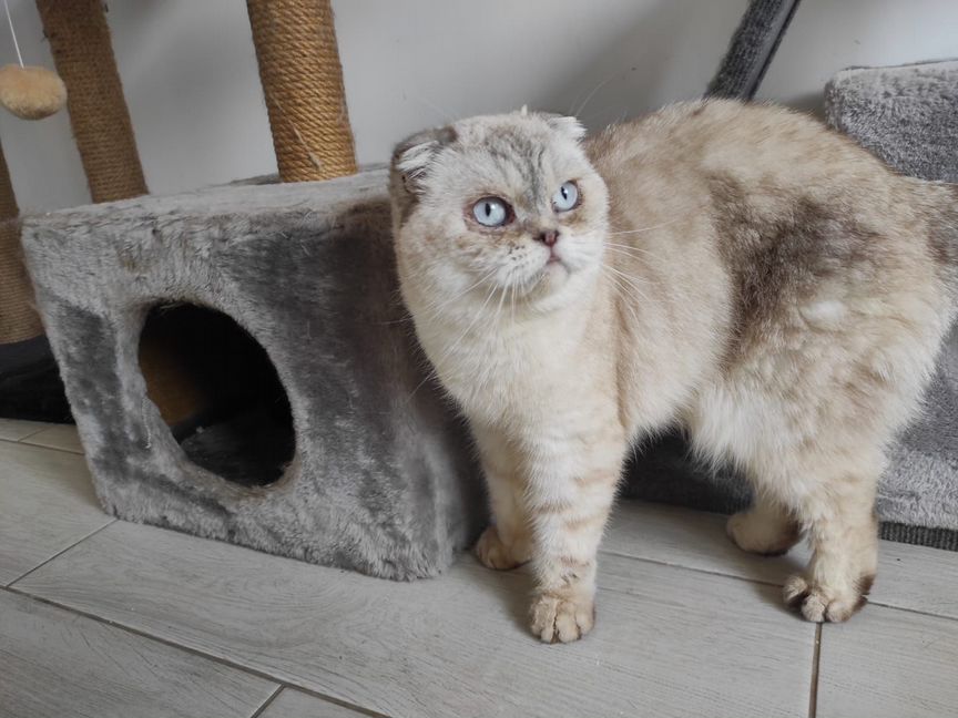 Шотландские и Британские кошки в дар