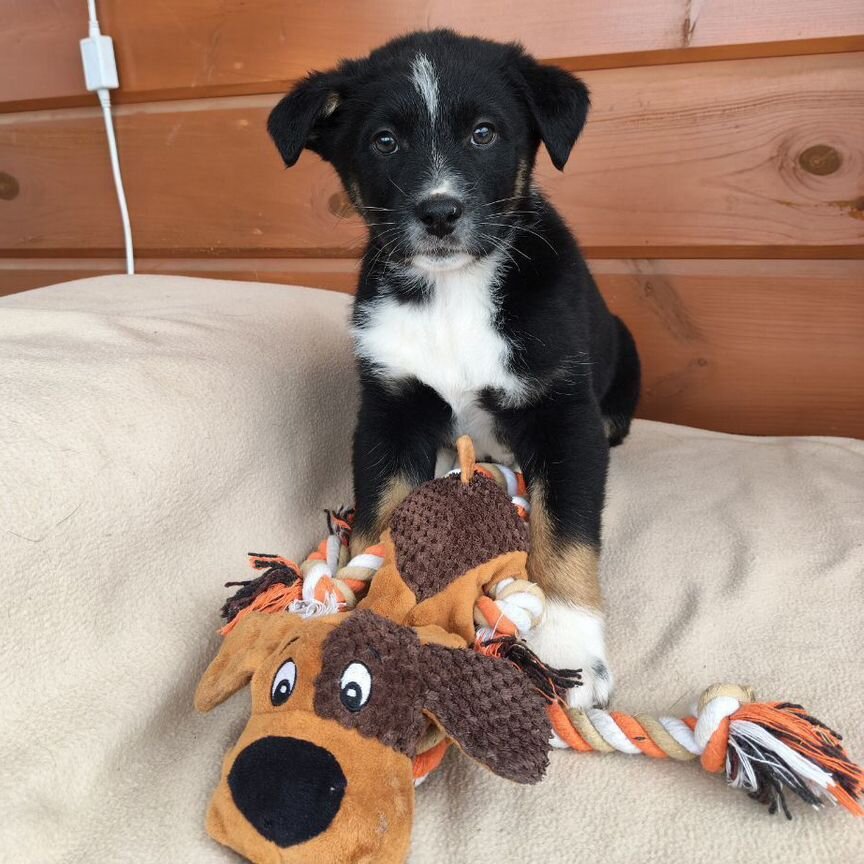 Щенок в добрые руки