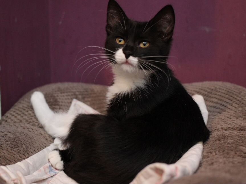 Котёнок Чери в добрые руки