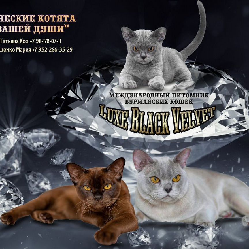 Магические котята