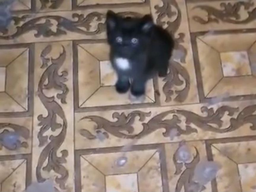 Кошку и котенка выгнали