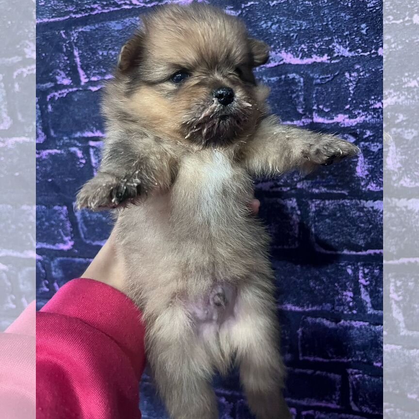 Померанский шпиц, щенок