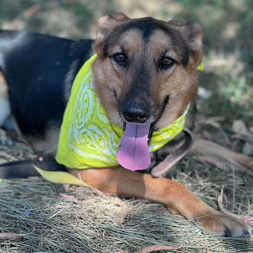 Собака в добрые руки