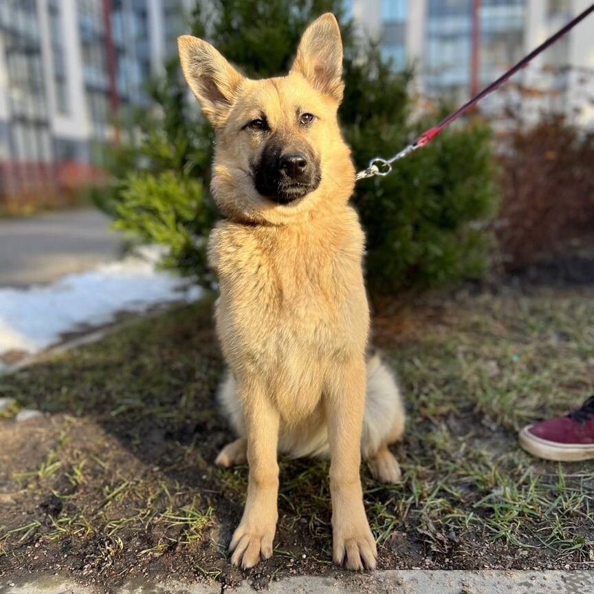 Красивая собака