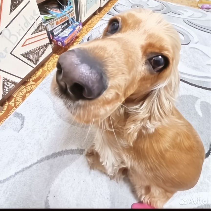 Английский кокер-спаниель, взрослая собака