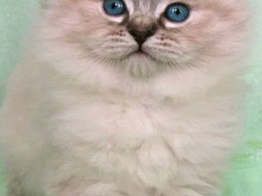 Котята