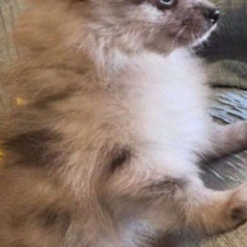 Померанский шпиц