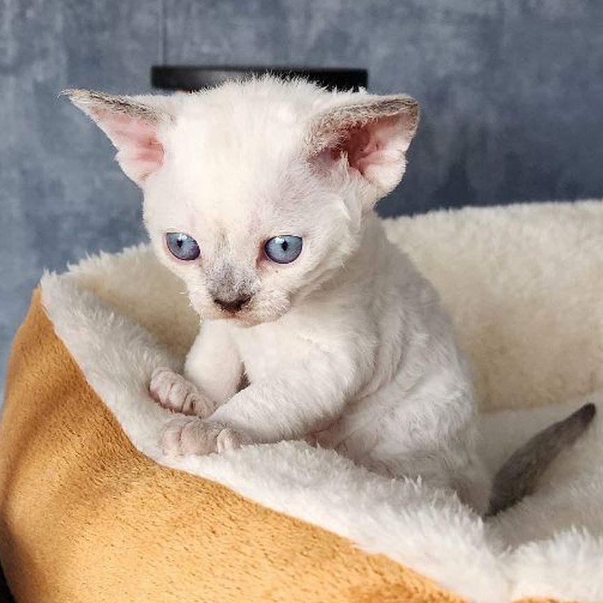 Девон-рекс котёнок