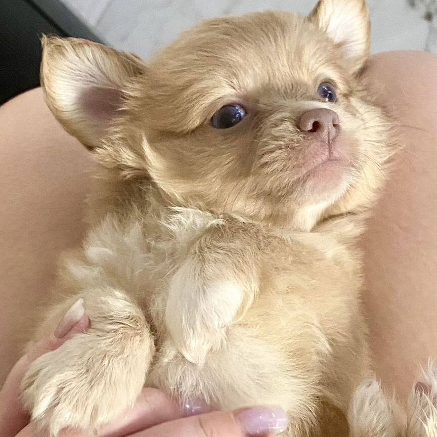 Щенки чихуахуа