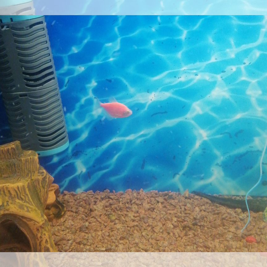 Тернеция гло