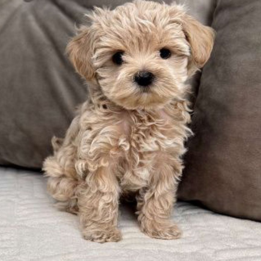 Мальтипу, щенок